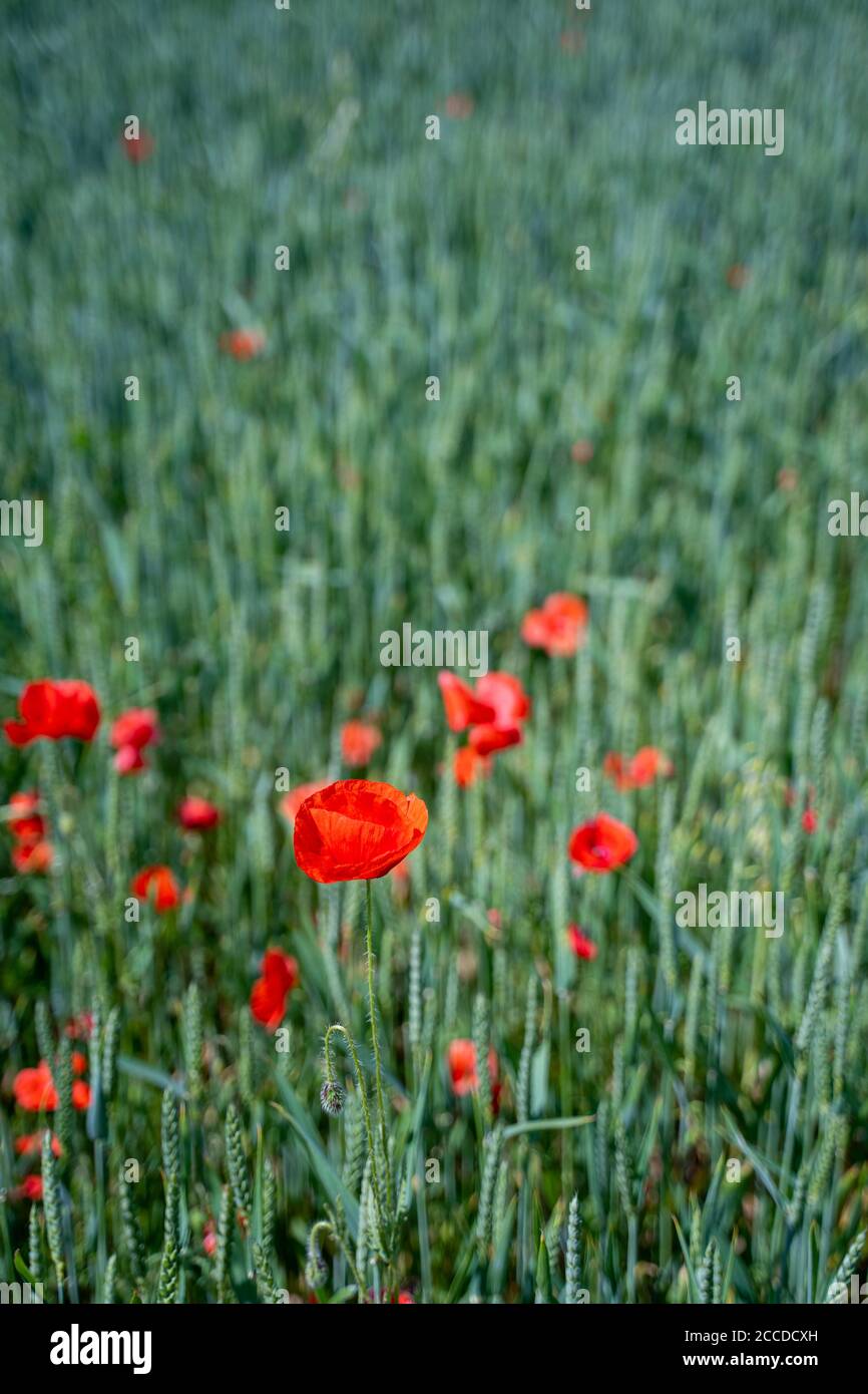 Weed plant field farmland hi-res stock photography and images - Alamy