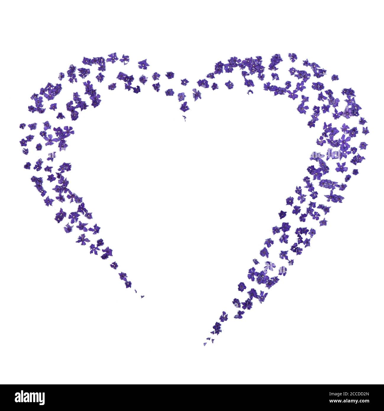 Faded blue hydrangea set out in the form of heart. Isolated on white ...