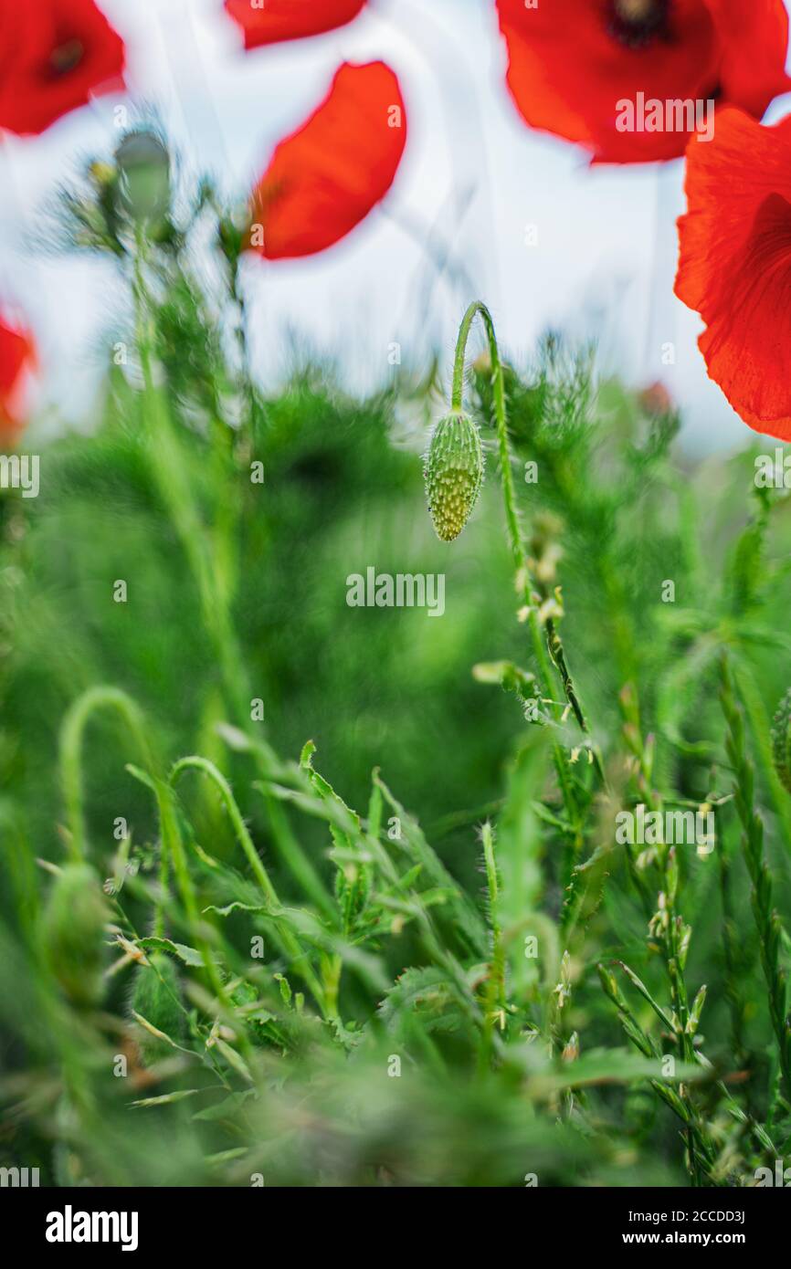 Agricultural weed hi-res stock photography and images - Alamy