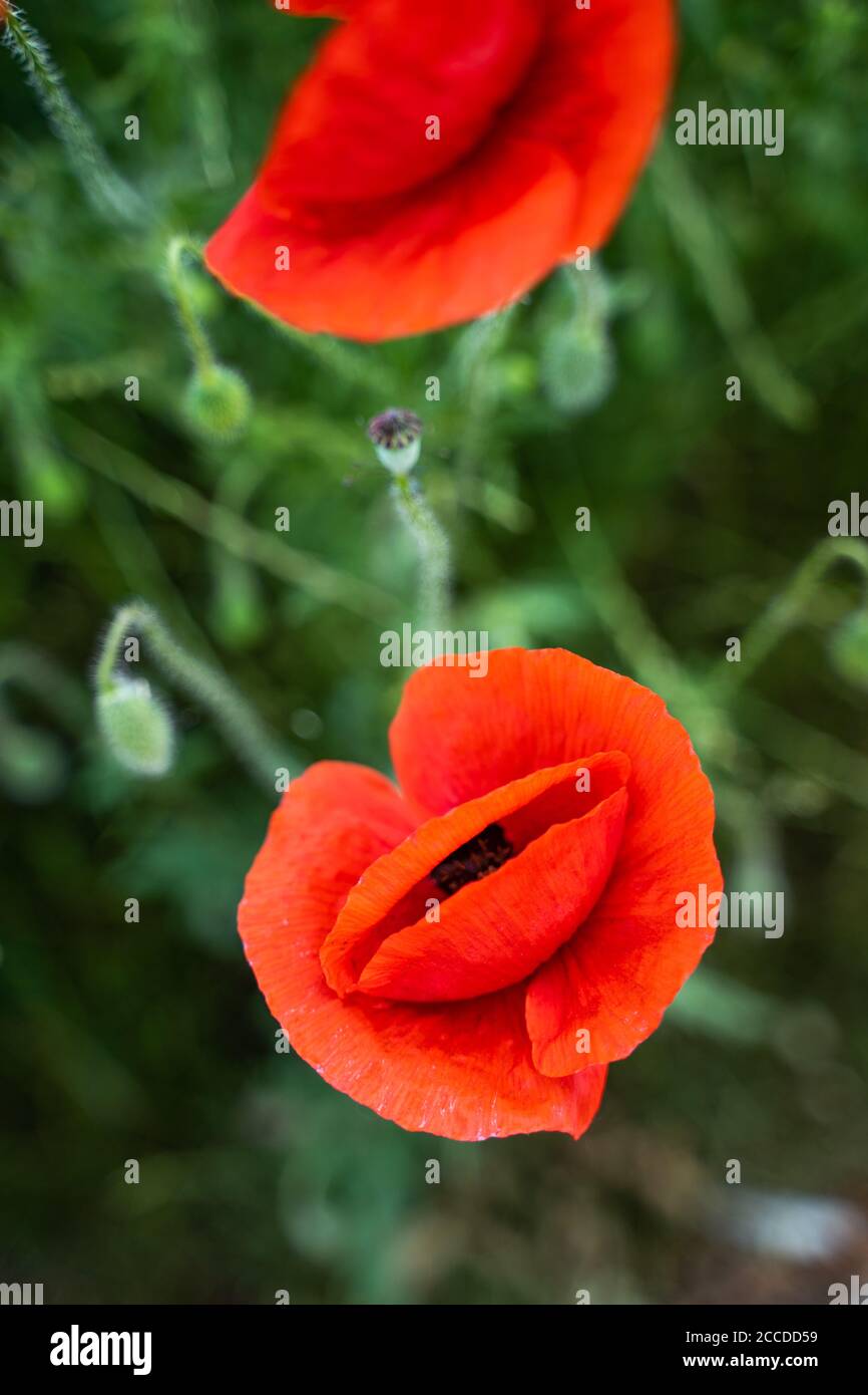 Agricultural weed hi-res stock photography and images - Alamy