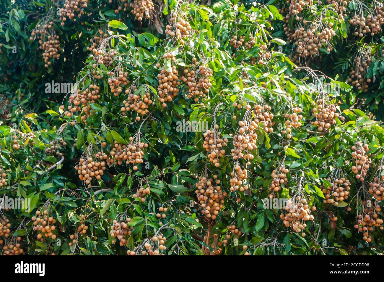 Longan Tree