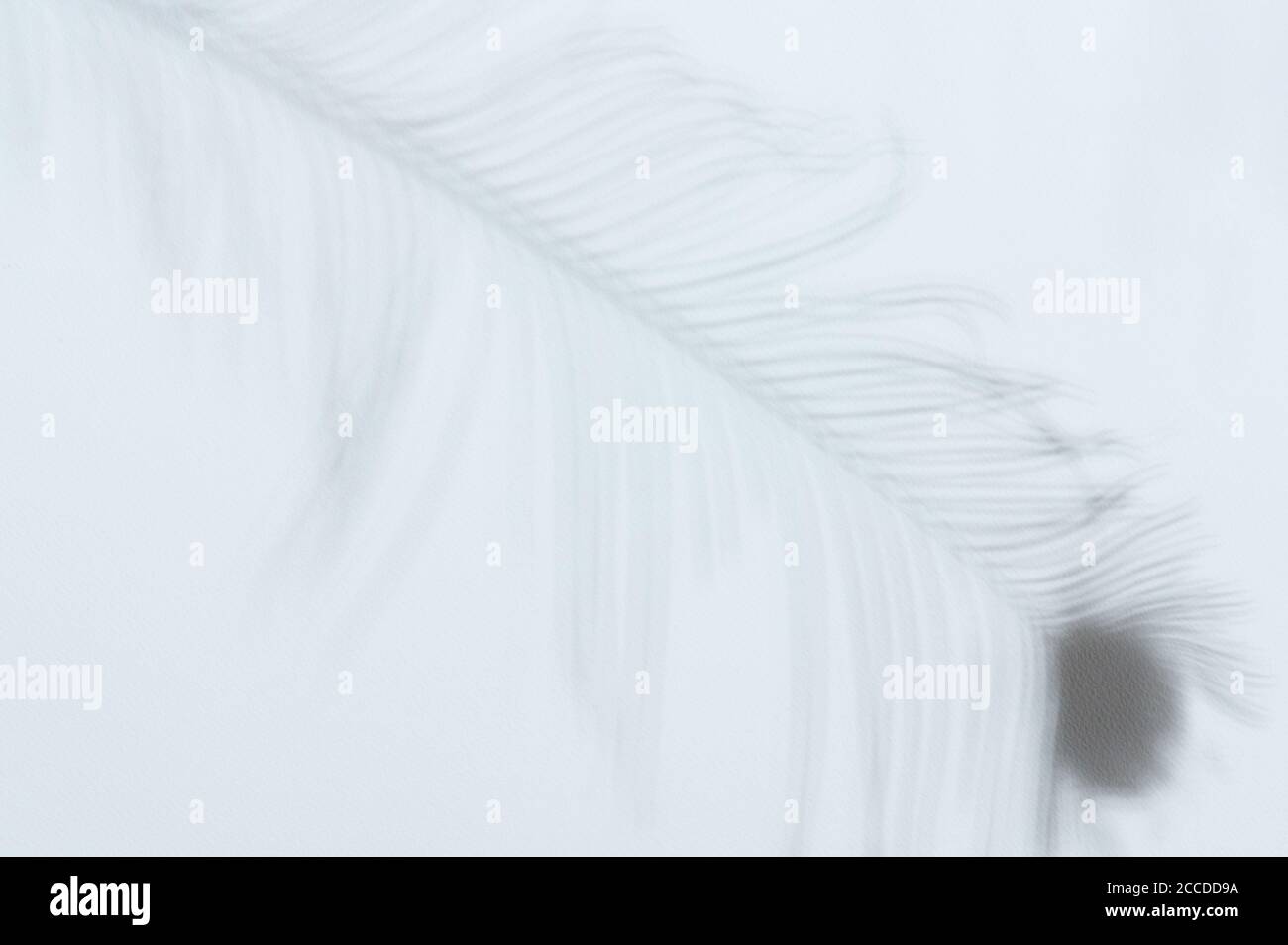 Shadow of feather peacock bird on white wall background Stock Photo - Alamy