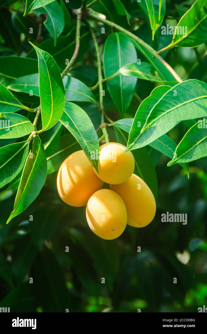 Plum Mango tropical fruit on tree, ripe of sweet Marian Plum mango ...