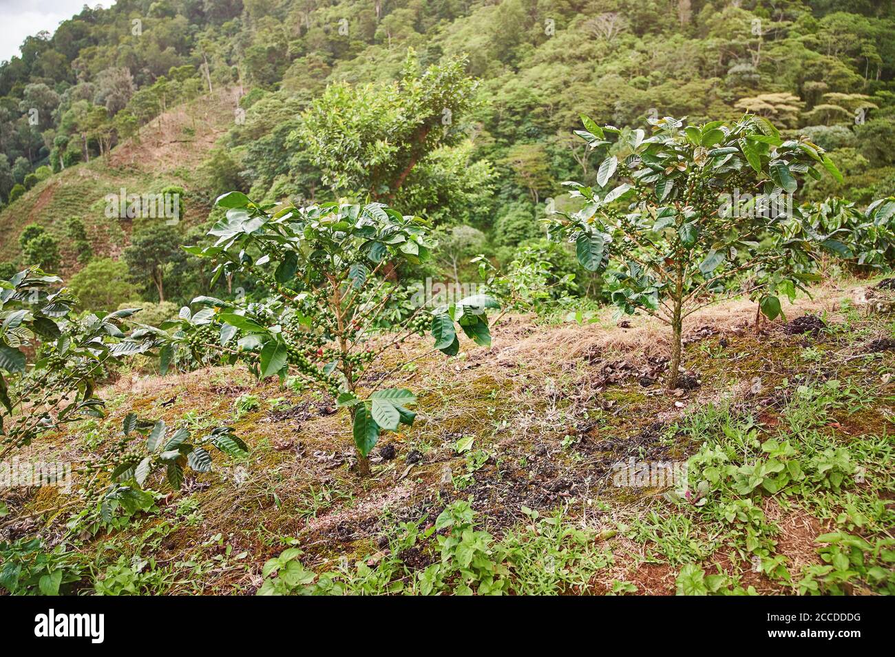 Coffee plantation theme. Green coffee beans growing on tree Stock Photo ...