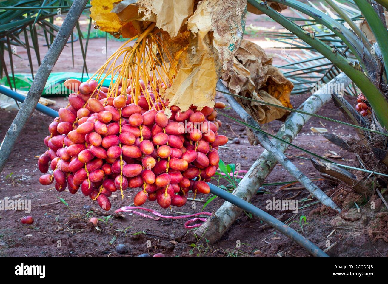 Fresh ripe red date fruits bunch on date palm tree Stock Photo - Alamy