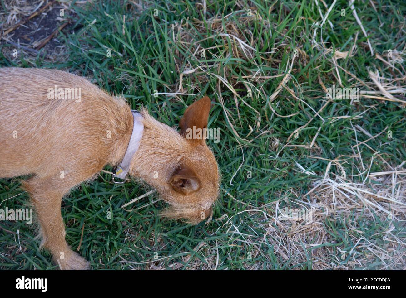 a dog sniffing its prey Stock Photo - Alamy