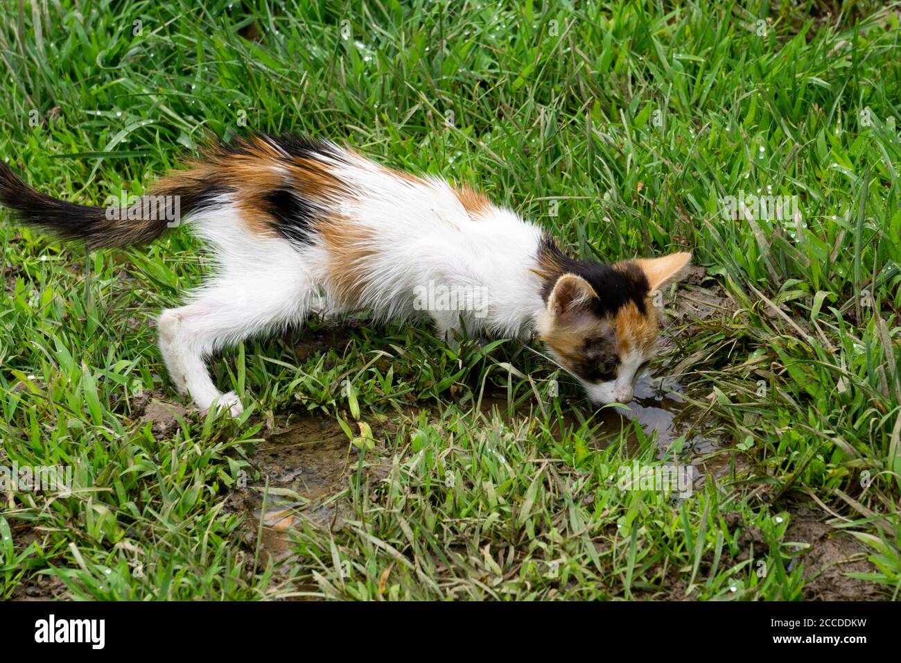 Little cat drinking in a puddle Stock Photo - Alamy