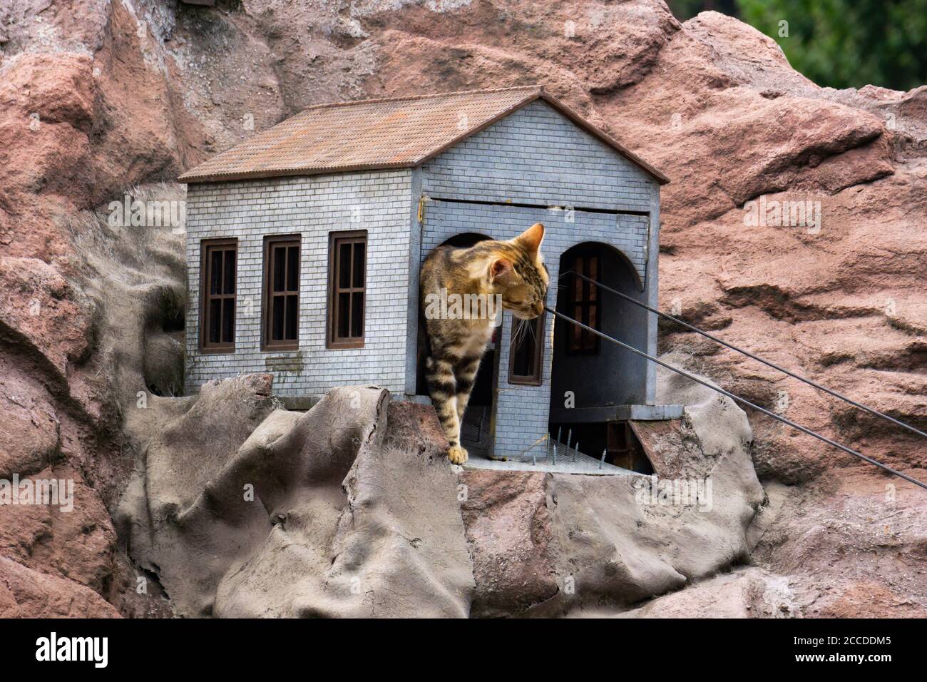 A cat pulling the rope of a cable car Stock Photo - Alamy