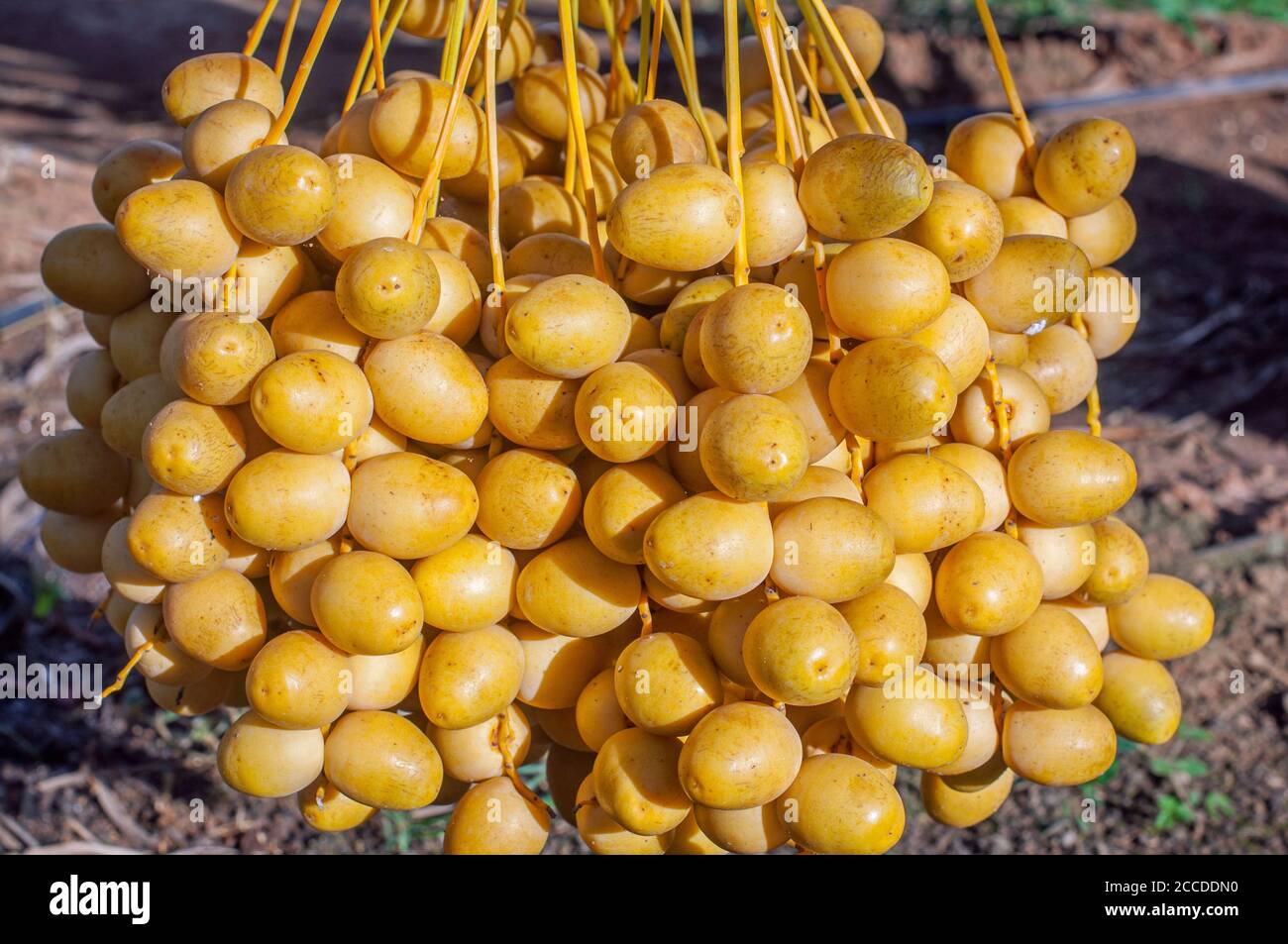 Bunch of red dates hi-res stock photography and images - Alamy