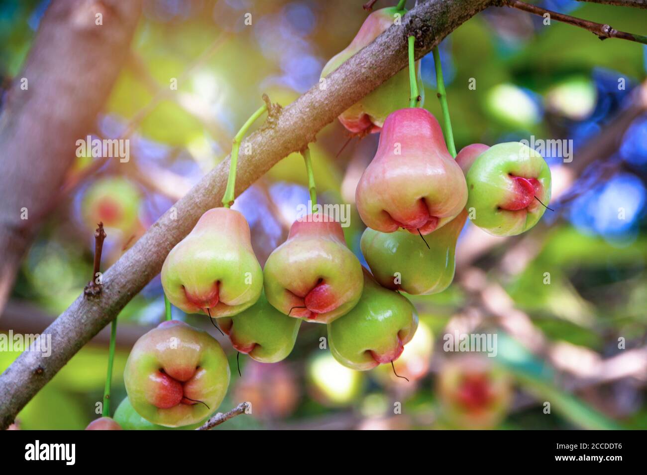 Chomphu hi-res stock photography and images - Alamy