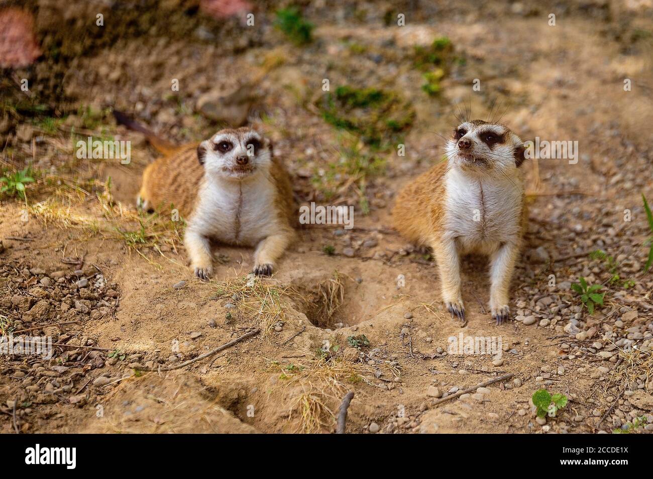 Desert Prairie Dogs Stock Photo - Alamy