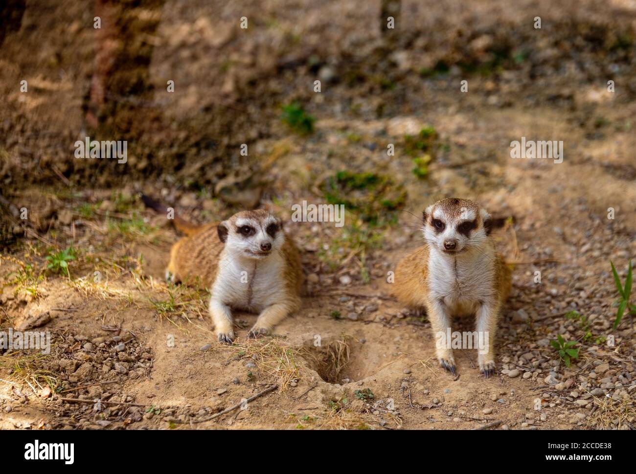 Desert Prairie Dogs Stock Photo - Alamy