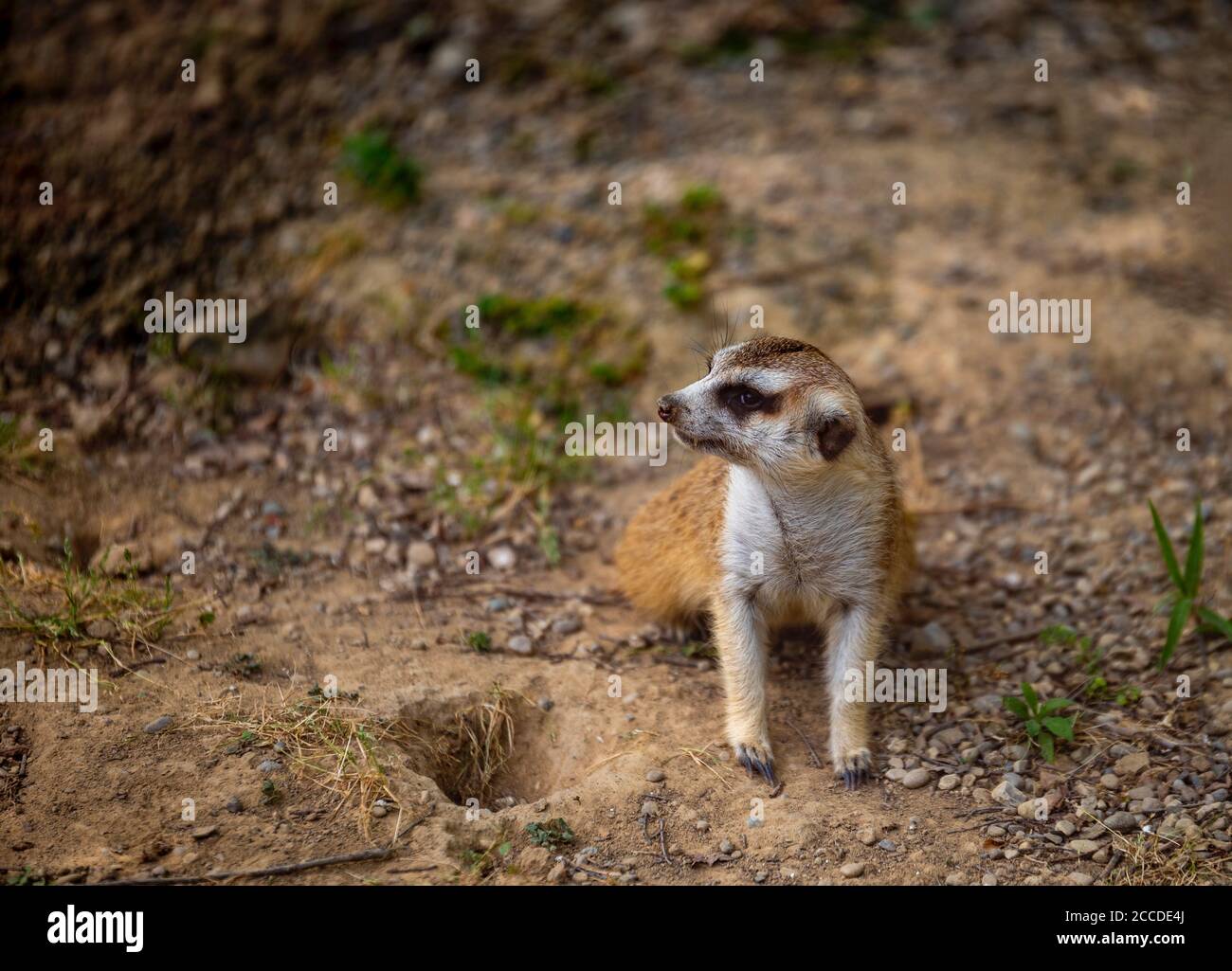 Desert Prairie Dogs Stock Photo - Alamy