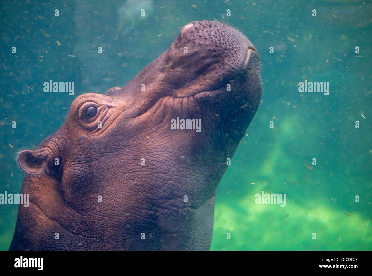 Fabulous Fiona, the Hippo, and Friends Stock Photo - Alamy