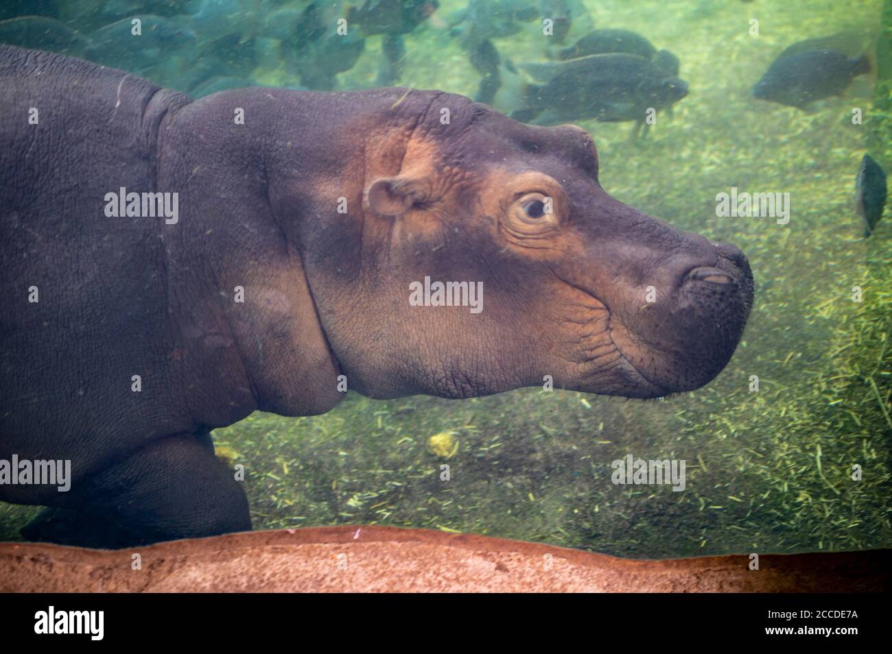 Fabulous Fiona, the Hippo, and Friends Stock Photo - Alamy