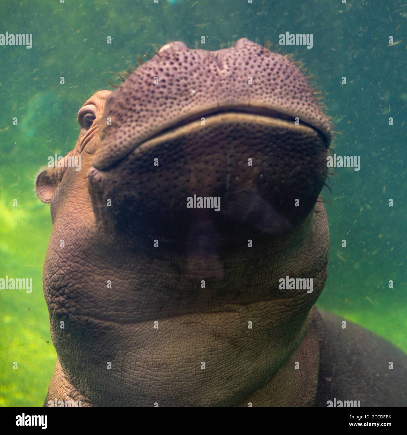 Fabulous Fiona, the Hippo, and Friends Stock Photo - Alamy