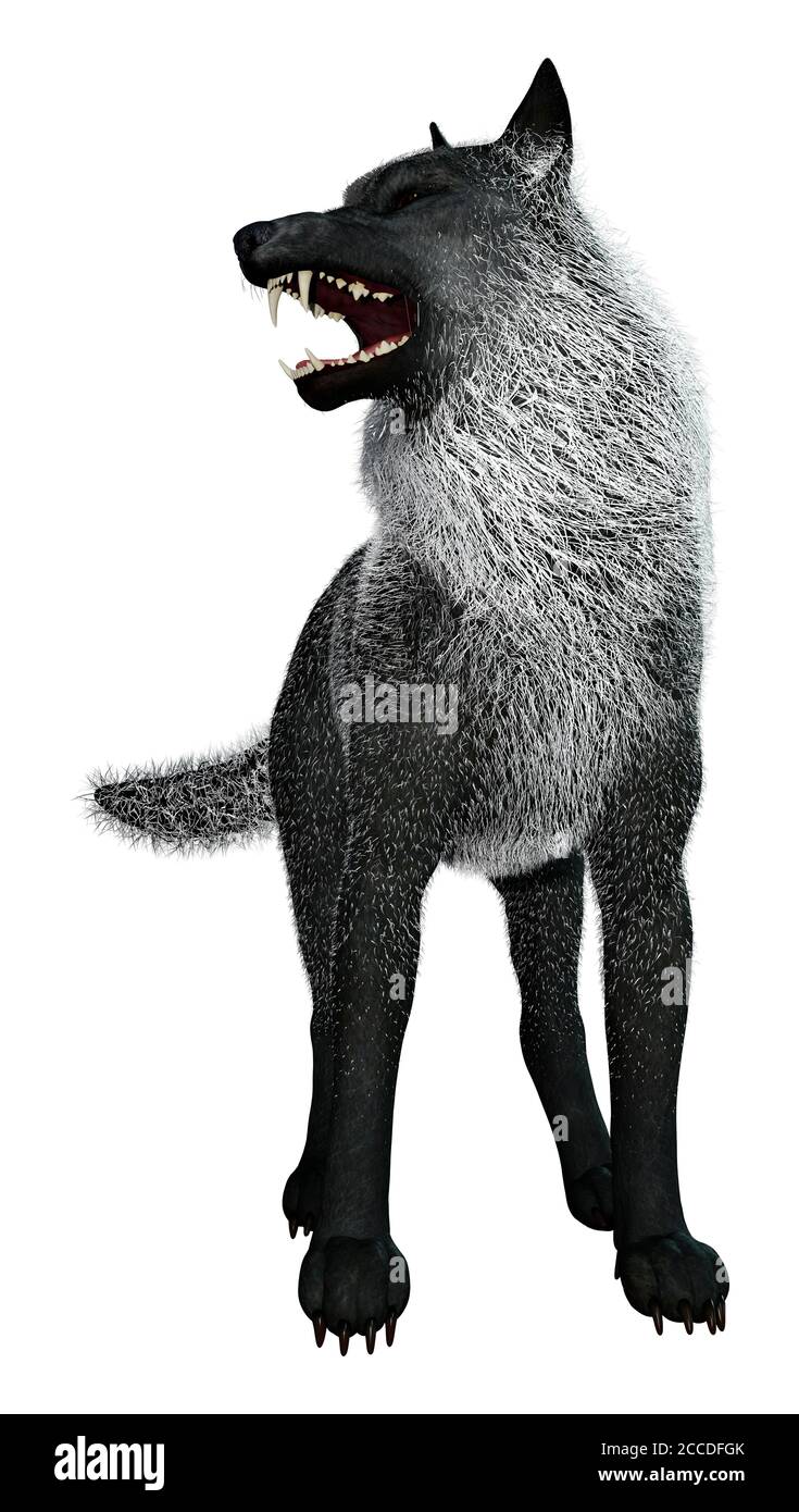 3D rendering of a black wolf isolated on white background Stock Photo ...
