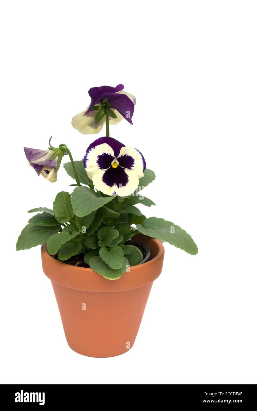Potted Pansies High Resolution Stock Photography and Images - Alamy