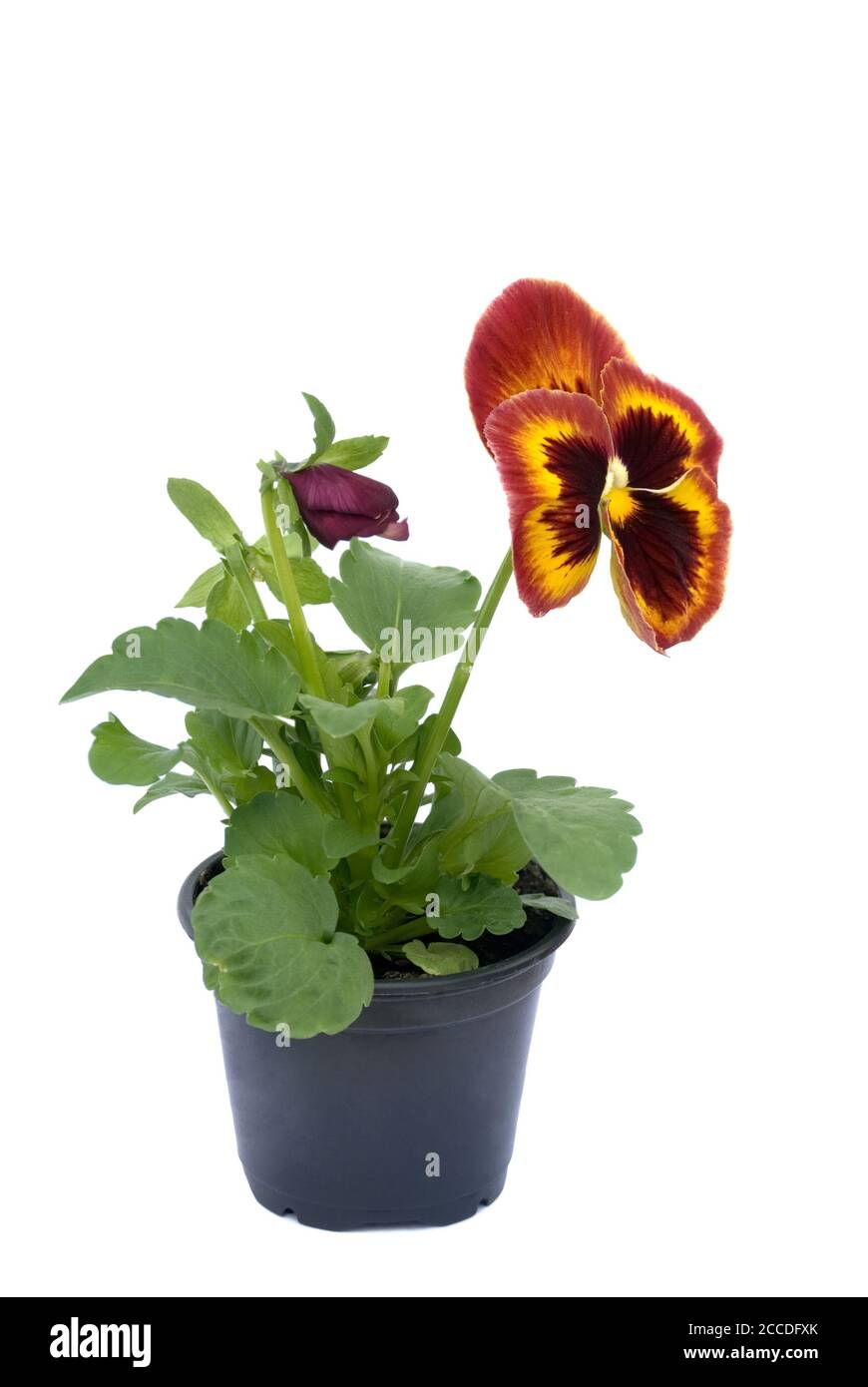 Potted Pansies High Resolution Stock Photography and Images - Alamy