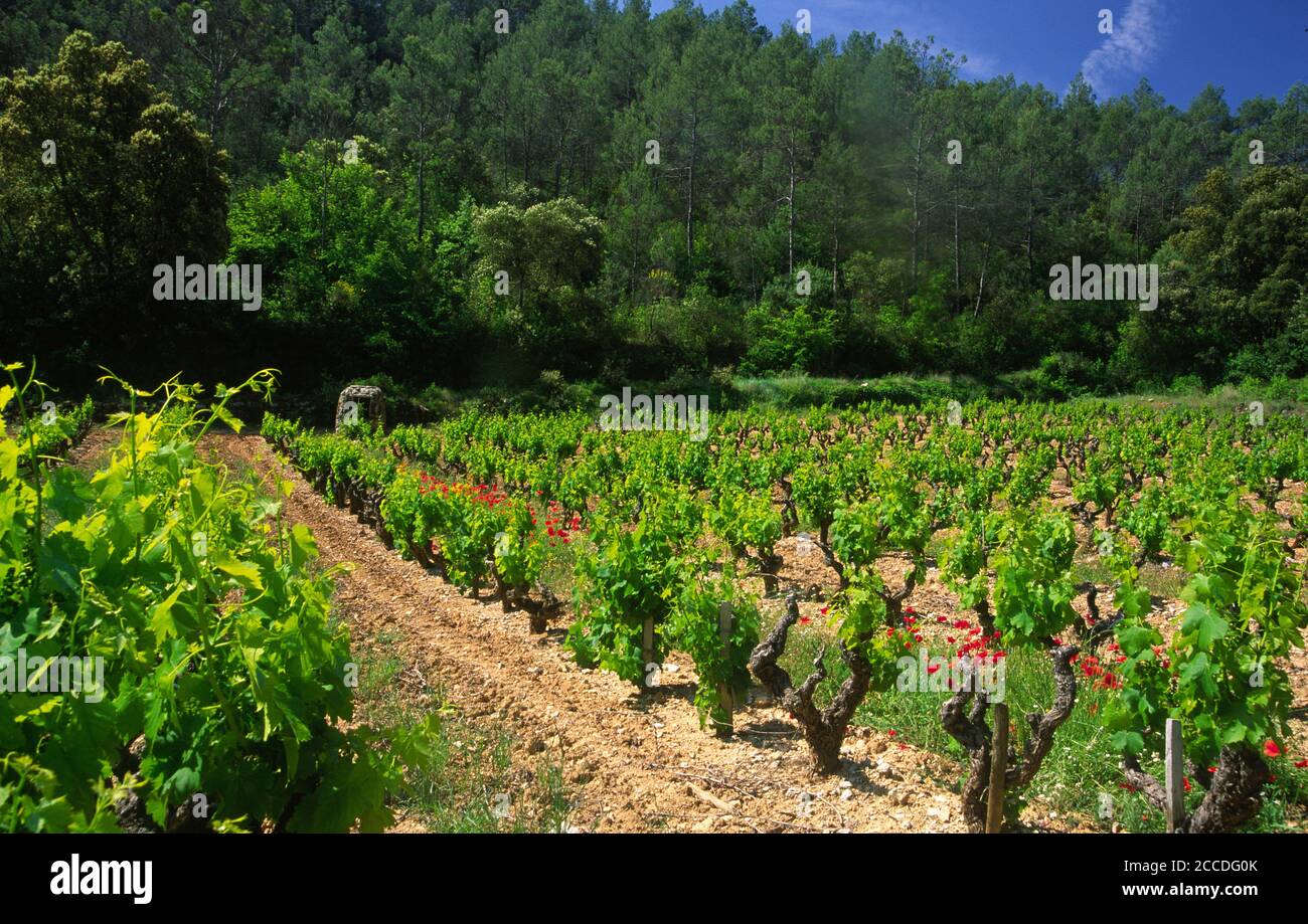 Provence vineyard in spring Stock Photo - Alamy