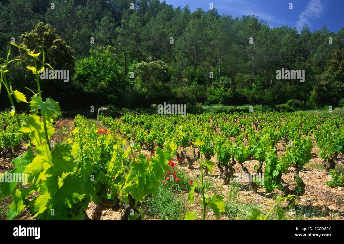 Provence vineyard in spring Stock Photo - Alamy
