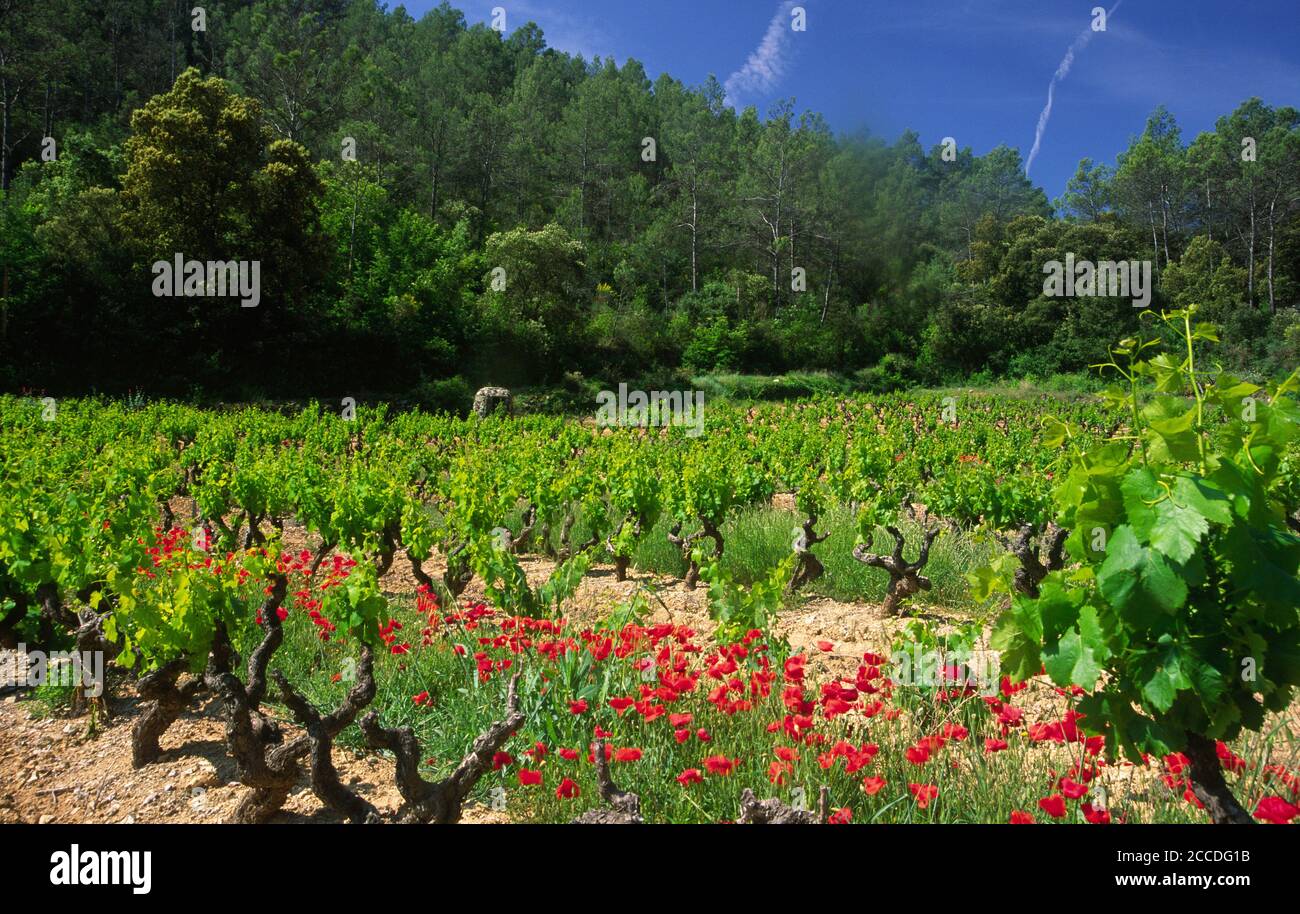 Provence vineyard in spring Stock Photo - Alamy