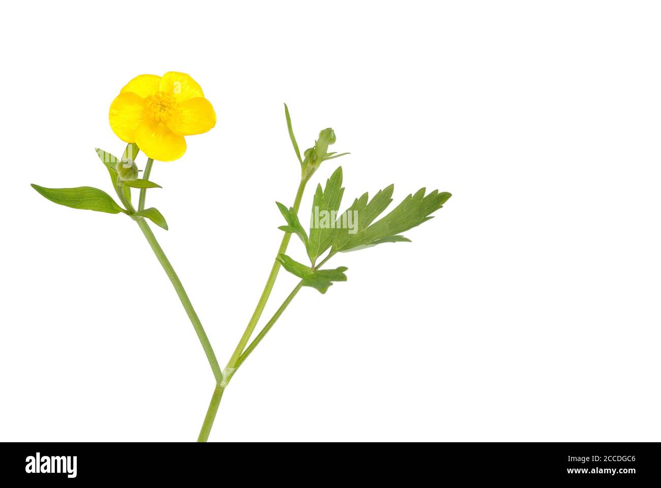 Ranunculus acris garden hi-res stock photography and images - Alamy