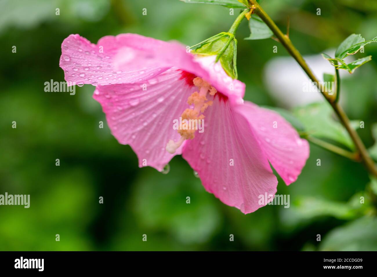 flower of Minerva Rose of Sharon common hibiscus pink althea Stock ...