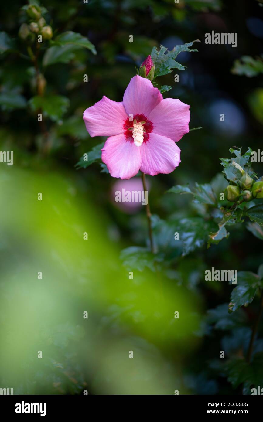 flower of Minerva Rose of Sharon common hibiscus pink althea Stock ...