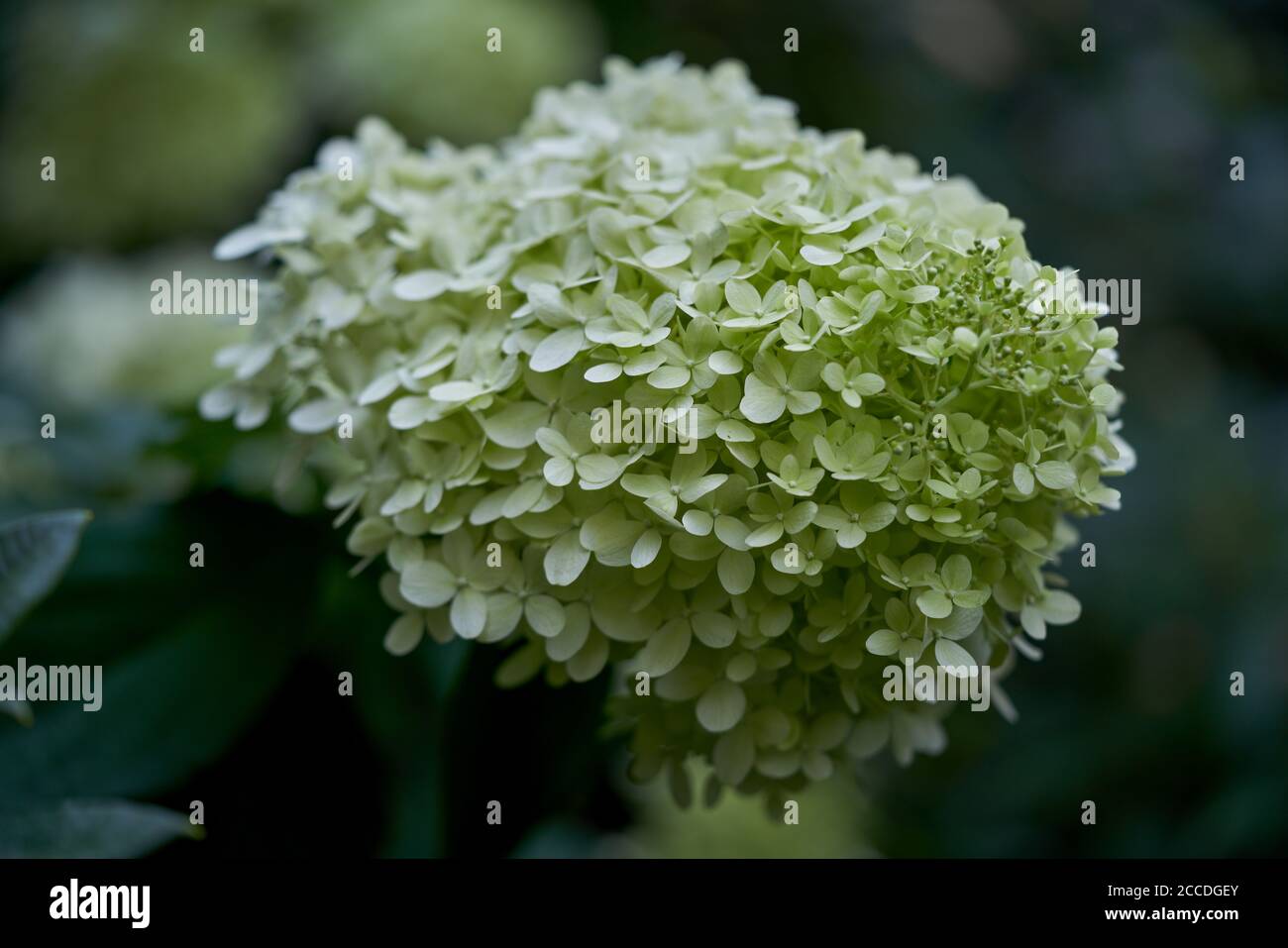 Hydrangea lush blossom Stock Photo - Alamy