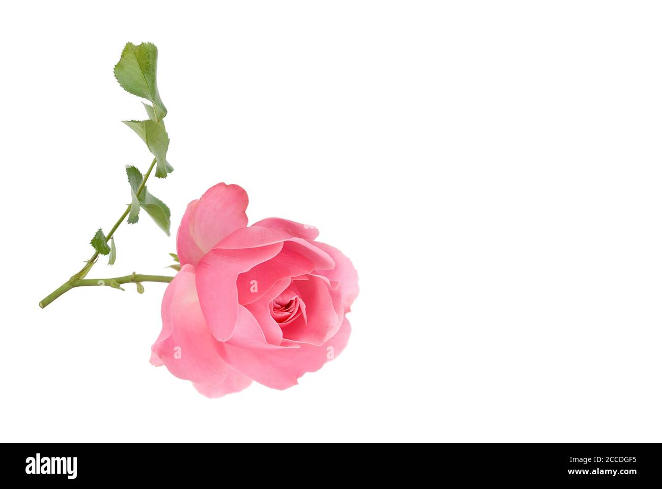 beautiful isolated rose against white background Stock Photo - Alamy