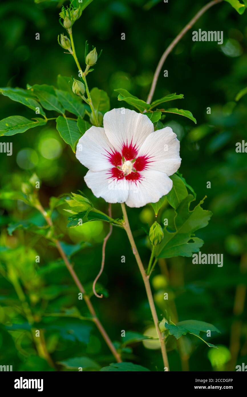 Sharon white hi-res stock photography and images - Alamy