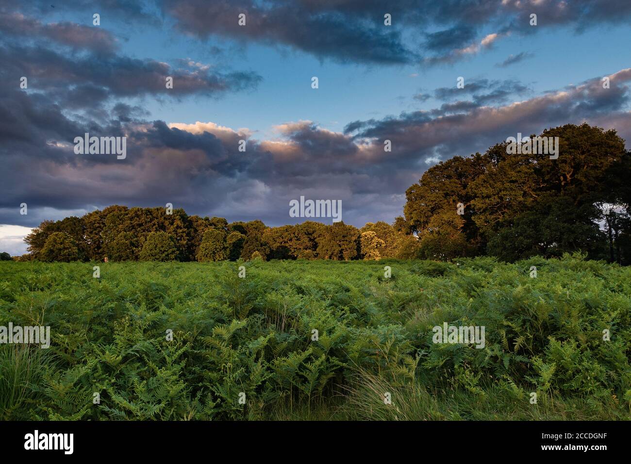 Midday park london hi-res stock photography and images - Alamy