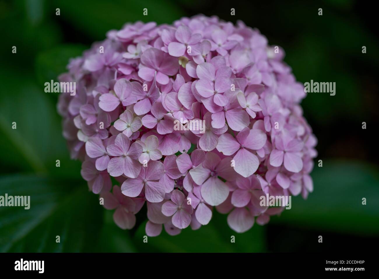 Hydrangea lush blossom Stock Photo - Alamy