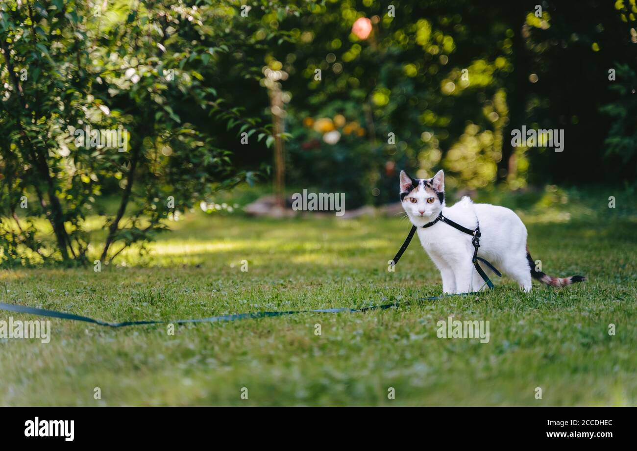 Brave Cat High Resolution Stock Photography and Images - Alamy