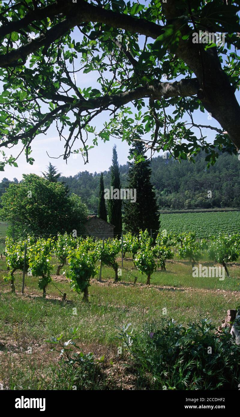 Provence vineyard in spring Stock Photo - Alamy