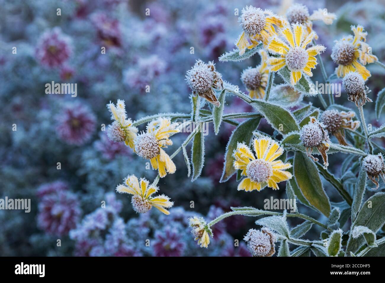 Colorful frosty garden flowers after first cold night in the autumn ...