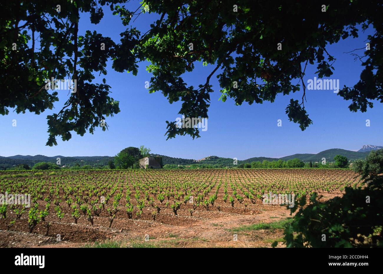 Provence vineyard in spring Stock Photo - Alamy
