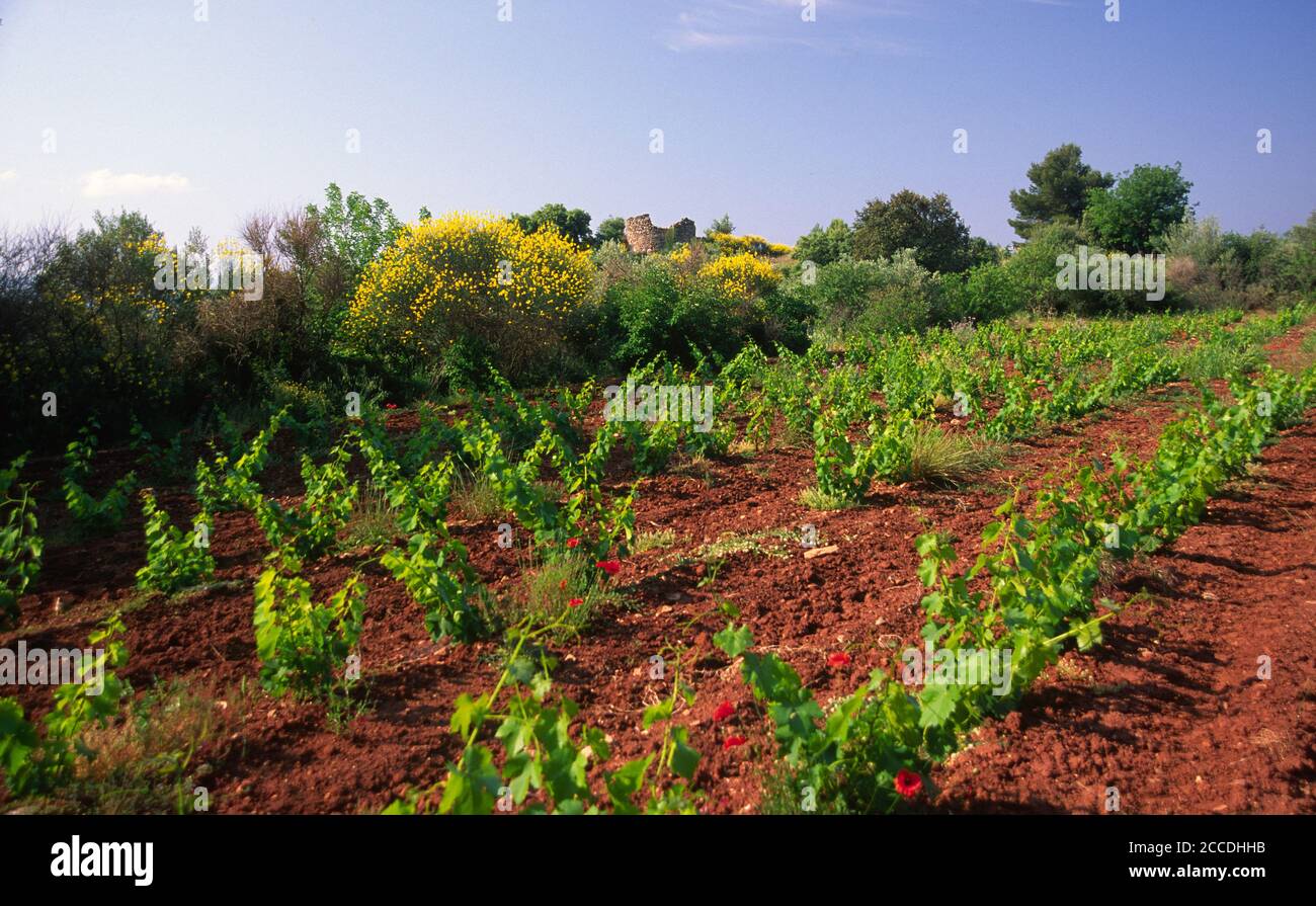 Provence vineyard in spring Stock Photo - Alamy
