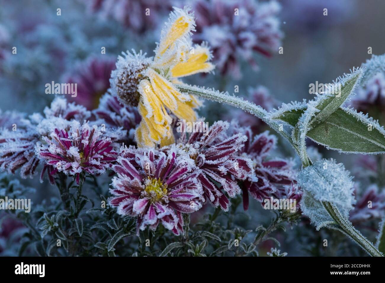 Colorful frosty garden flowers after first cold night in the autumn ...