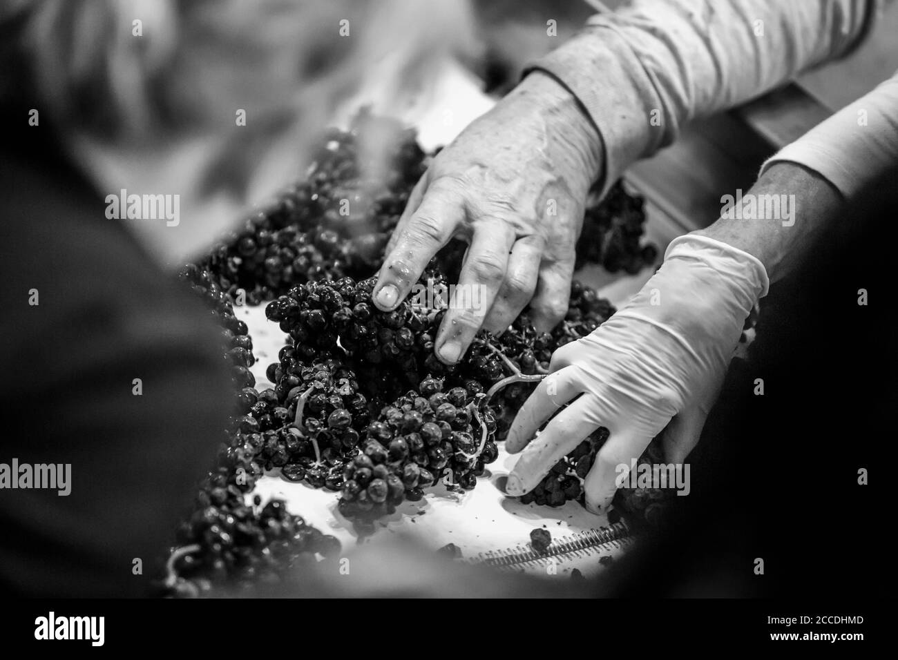 Grainy, high-contrast black and white image of male hands sorting wine ...