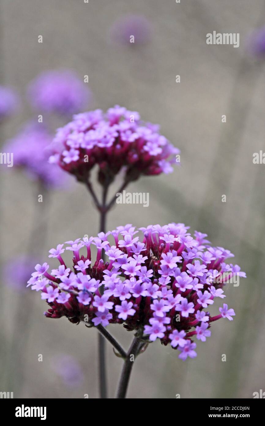 Purple Verbena flowers Stock Photo - Alamy