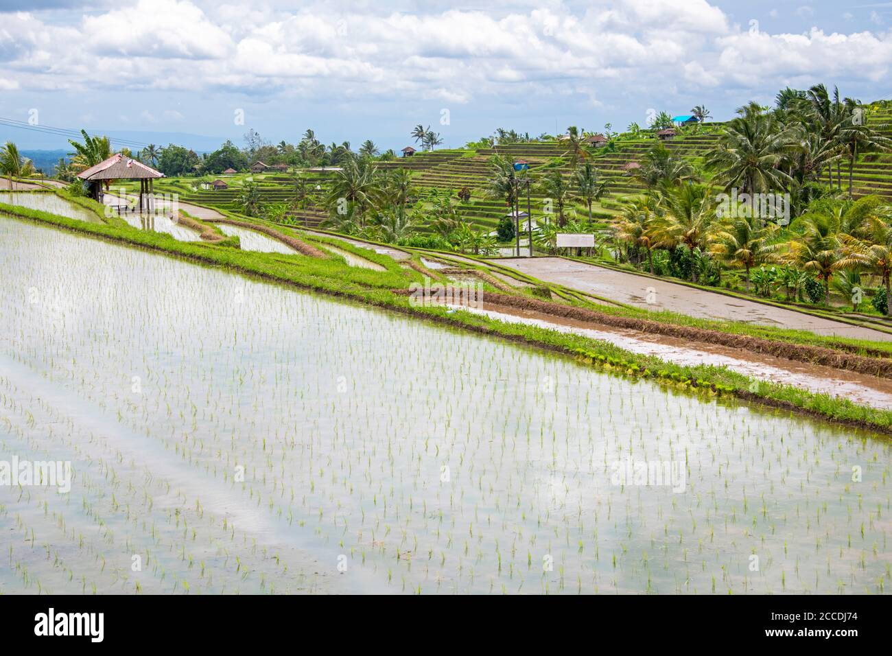 The Jatiluwih rice terraces in Bali comprise over 600 hectares of rice ...