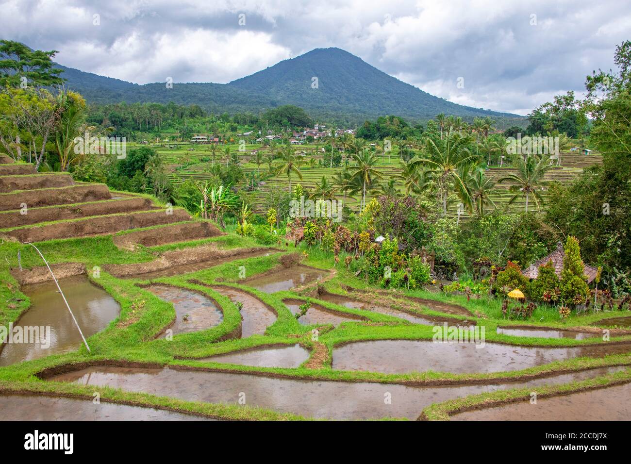 The Jatiluwih rice terraces in Bali comprise over 600 hectares of rice ...