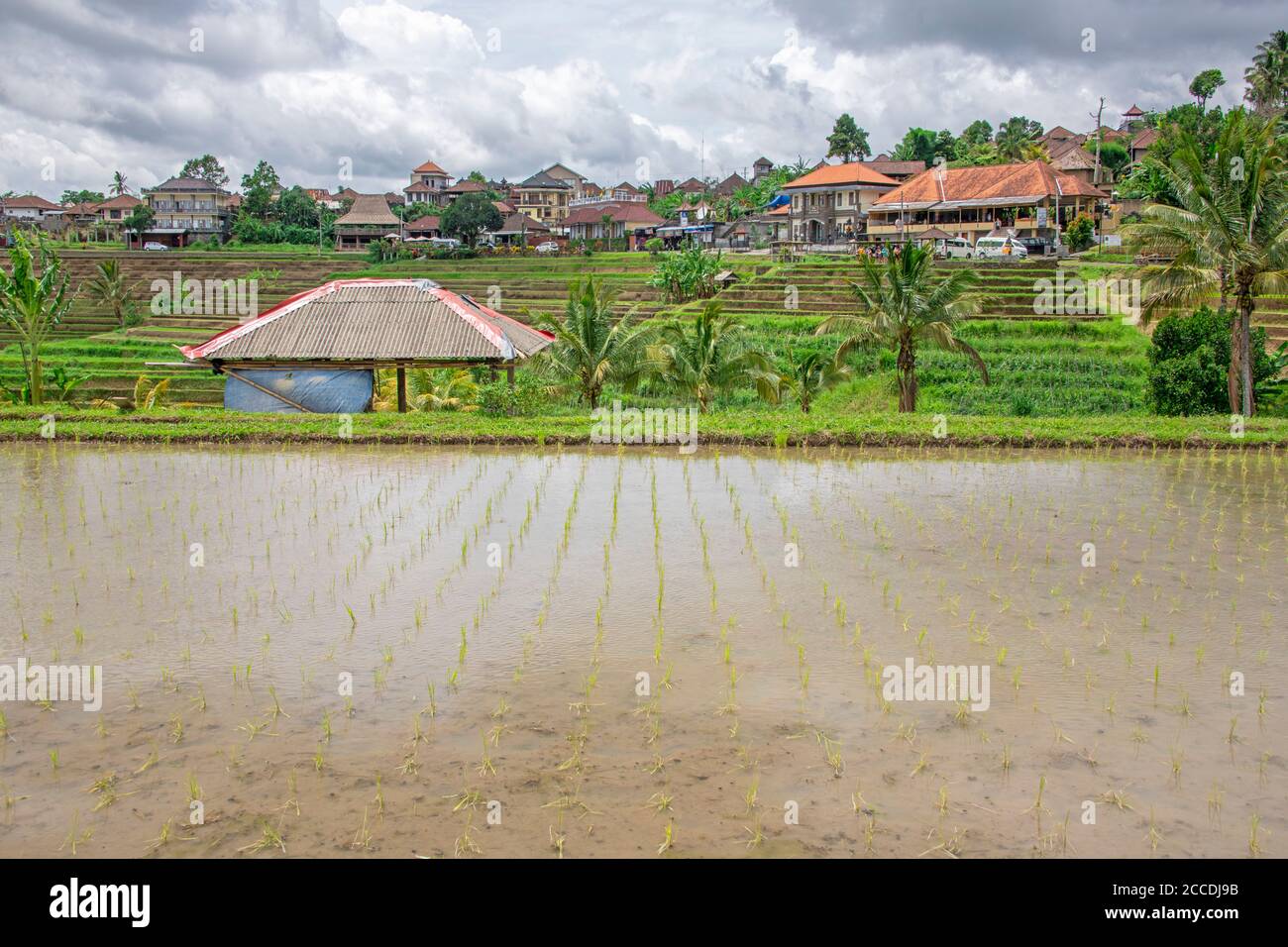 The Jatiluwih rice terraces in Bali comprise over 600 hectares of rice ...