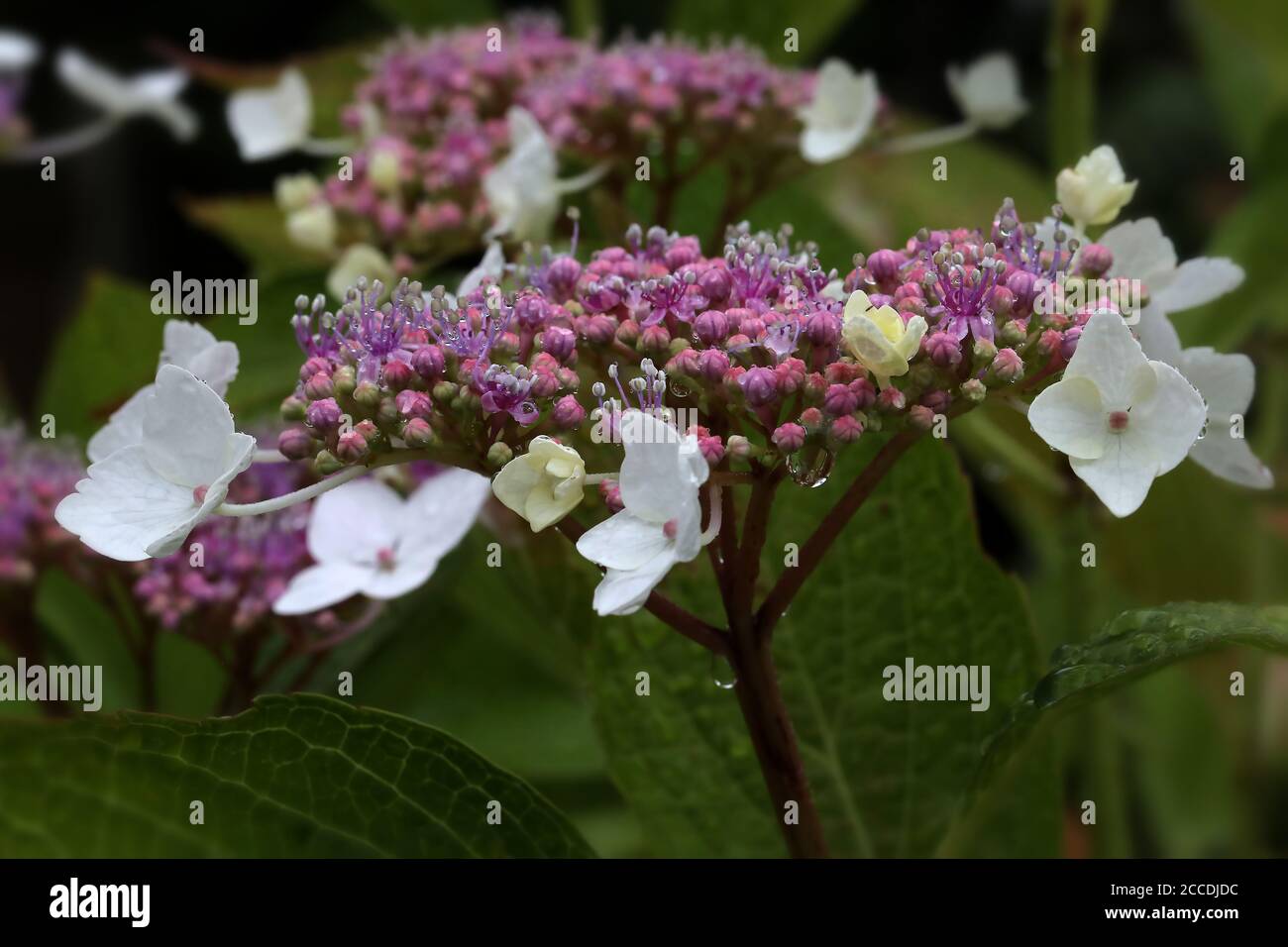 Lace cap hydrangea hi-res stock photography and images - Alamy