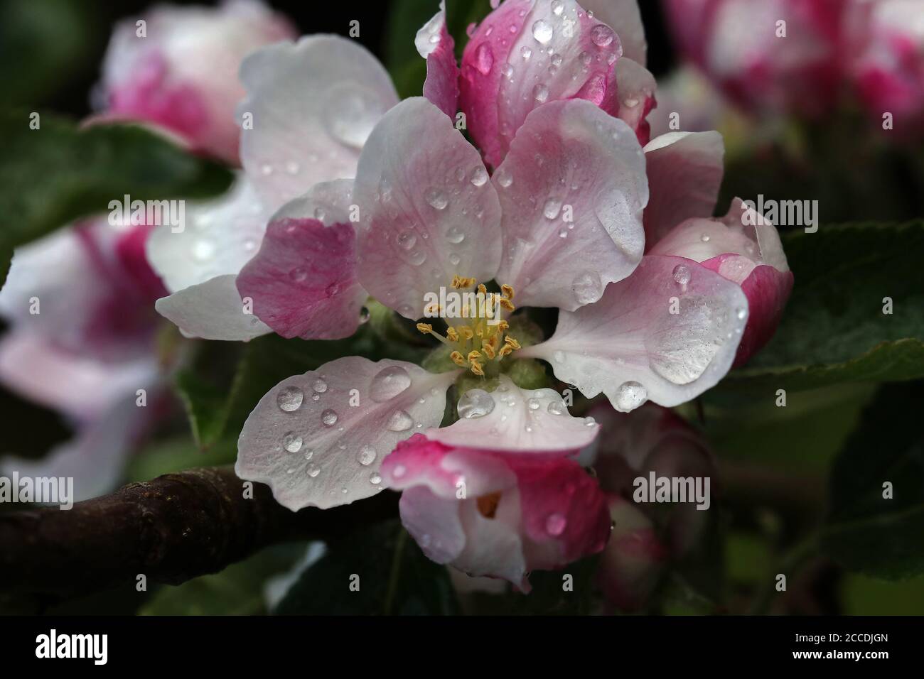 Apple orchard rain hi-res stock photography and images - Alamy
