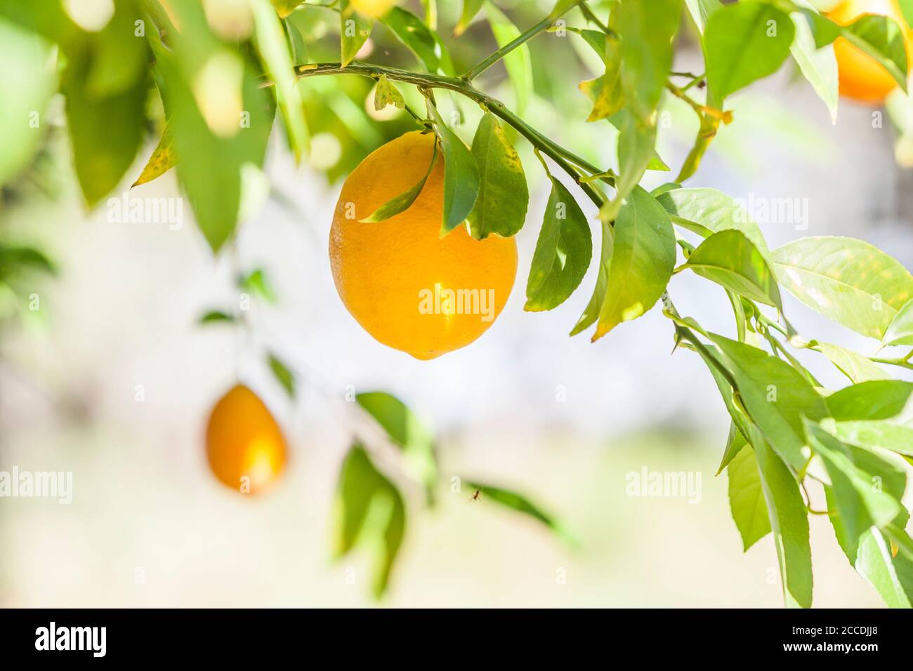 Meyer lemon tree hi-res stock photography and images - Alamy