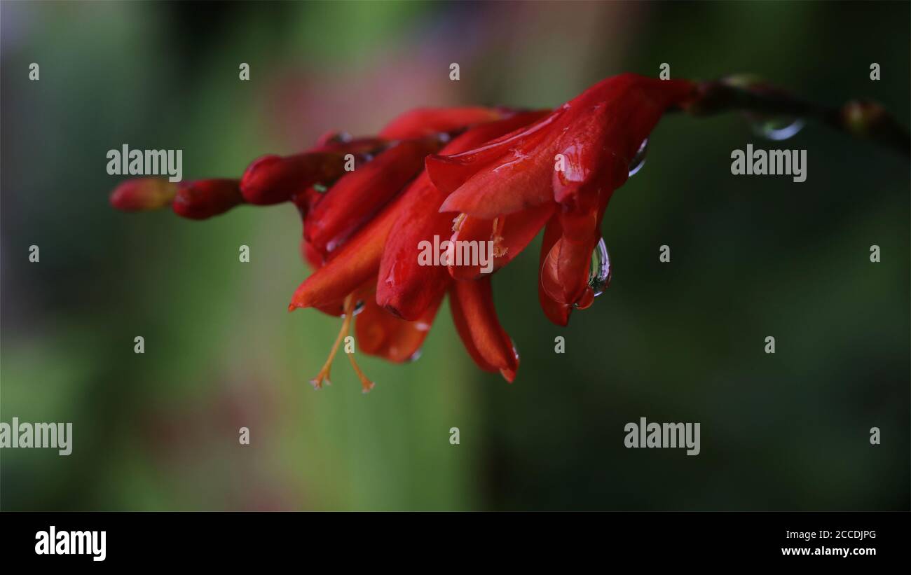 Lucifer flowers hi-res stock photography and images - Alamy