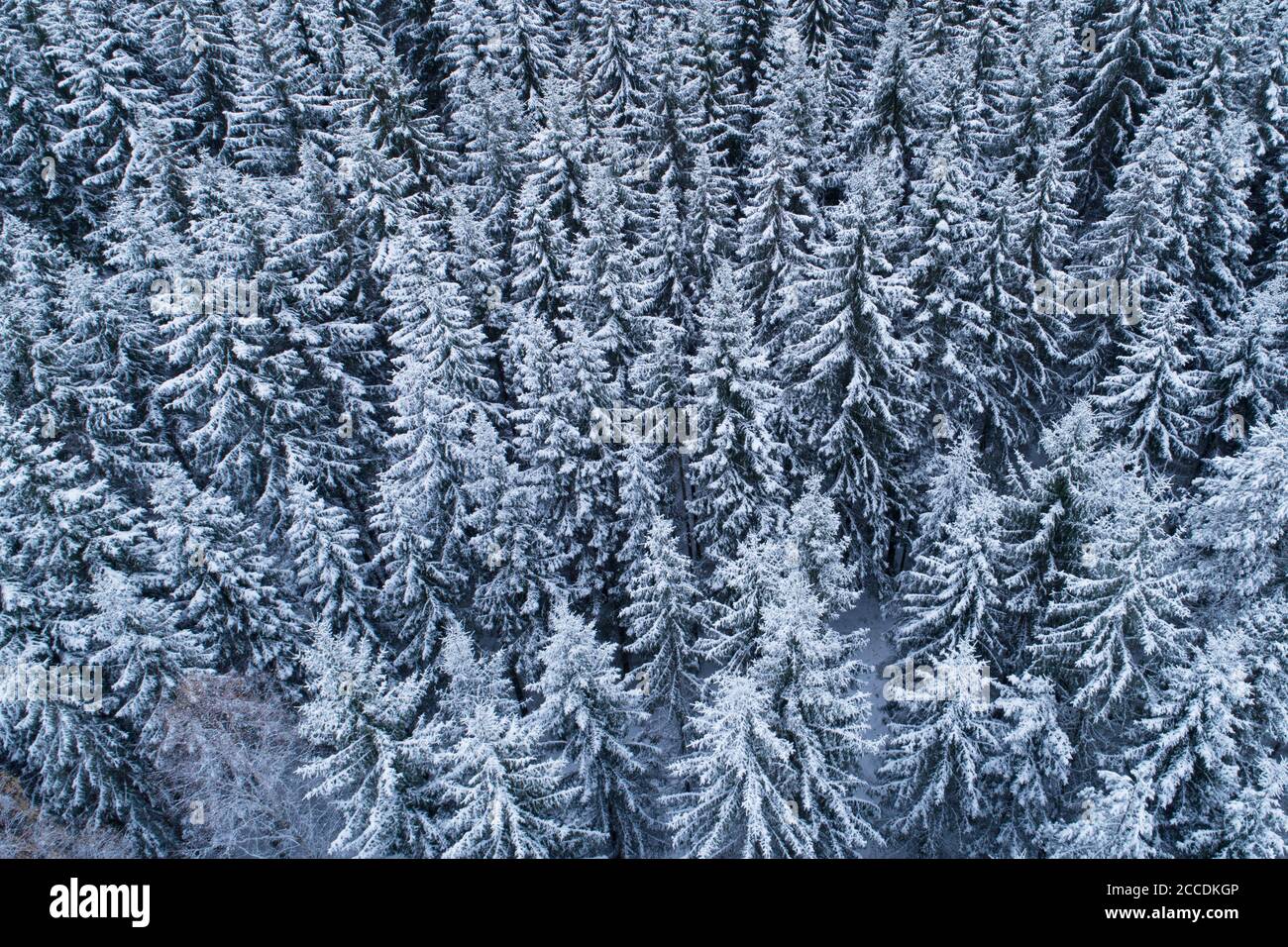 An aerial view on winter wonderland snowy boreal coniferous forest with frosty pine and spruce ...